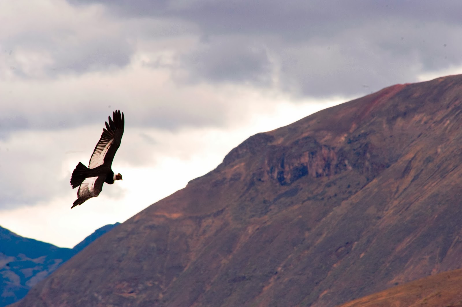 Peregrination: Condors and Ecuador