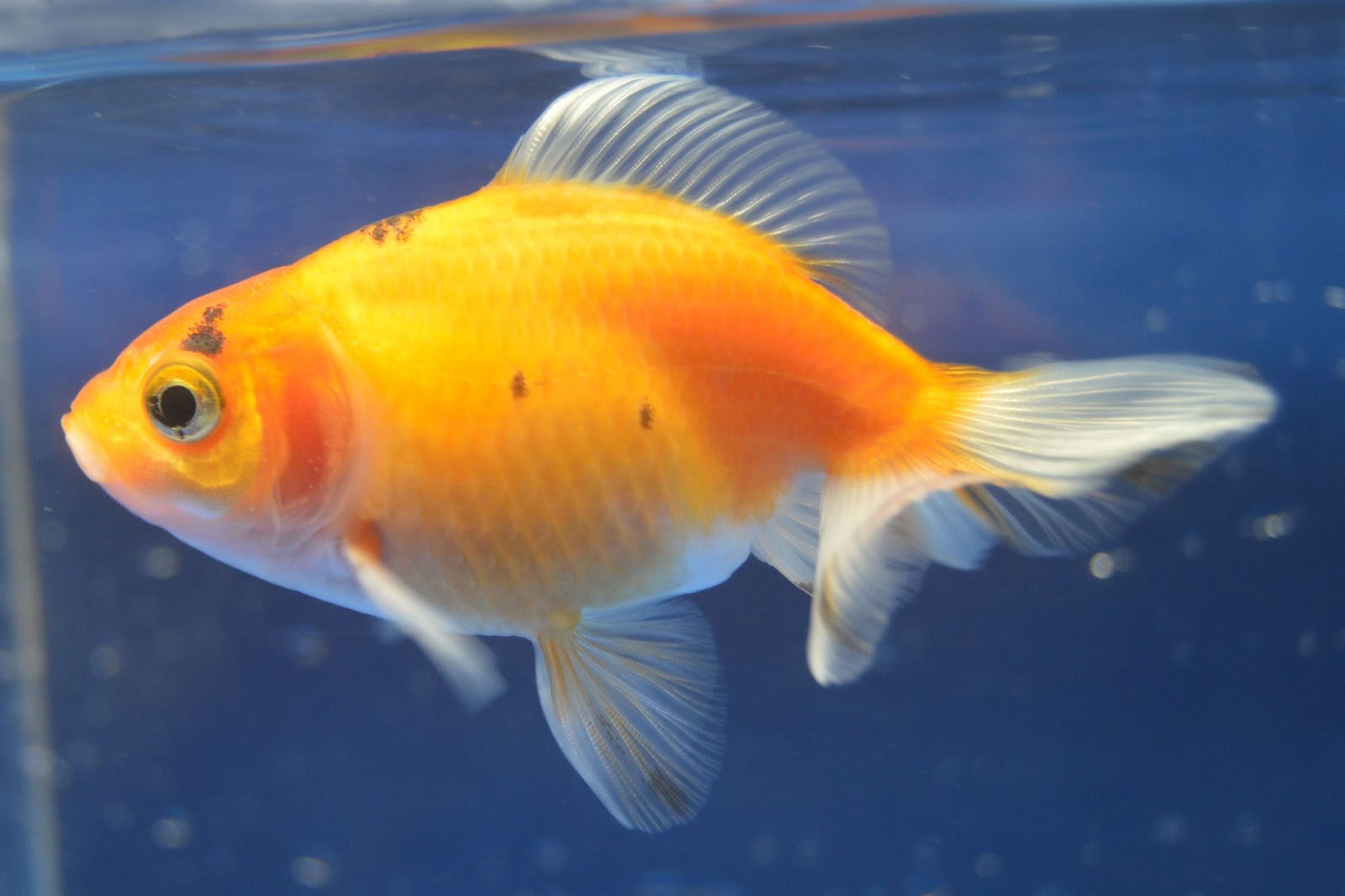 Types Of Goldfish - The Goldie Identification Guide