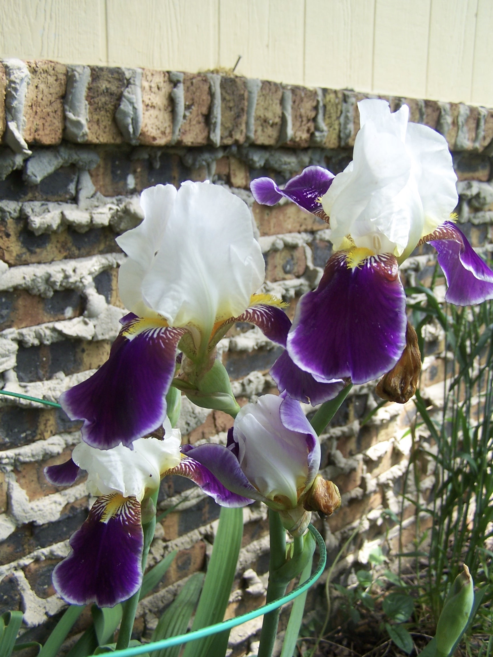 Somethings Old, New, Green, Redo!: Midwest Gardening 2021: IRIS ...