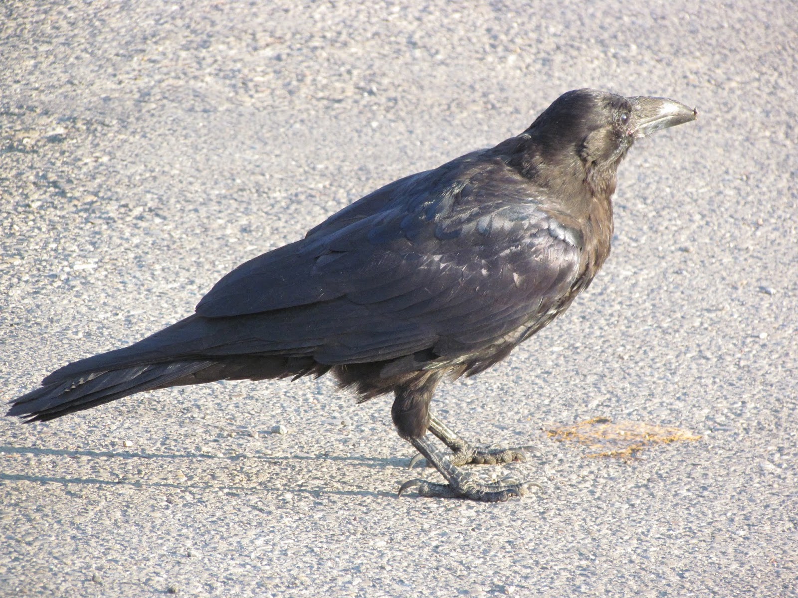 The Enthusiastic Birder: Calgary, Alberta –Day 4 – August 4th