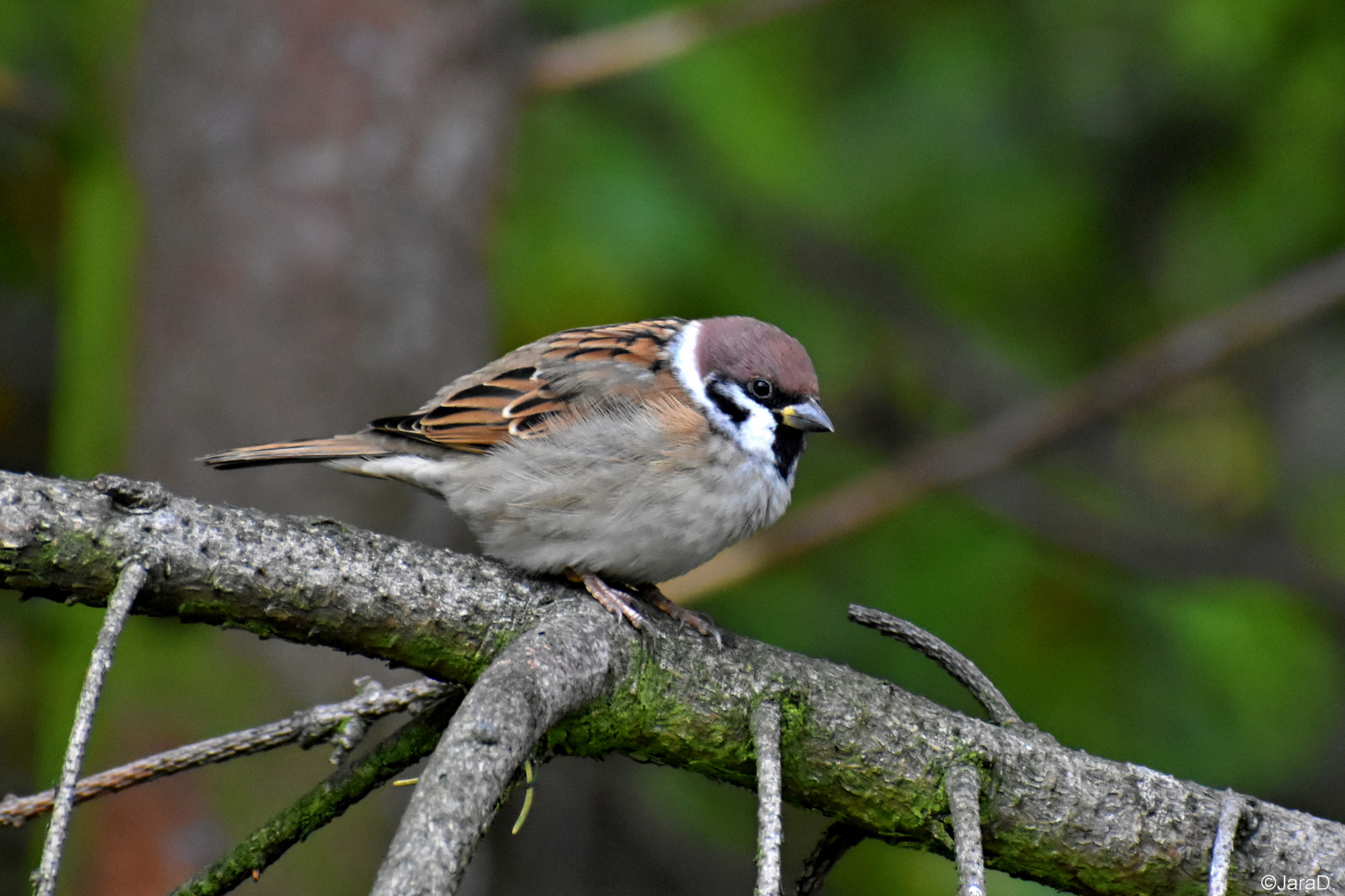 PŘÍRODA: Vrabec polní
