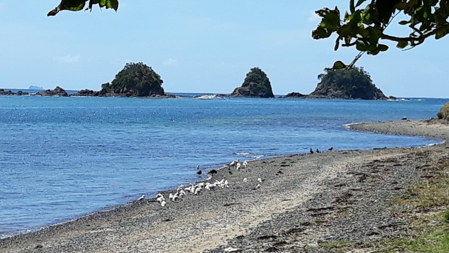 The Paddock: Taiharuru