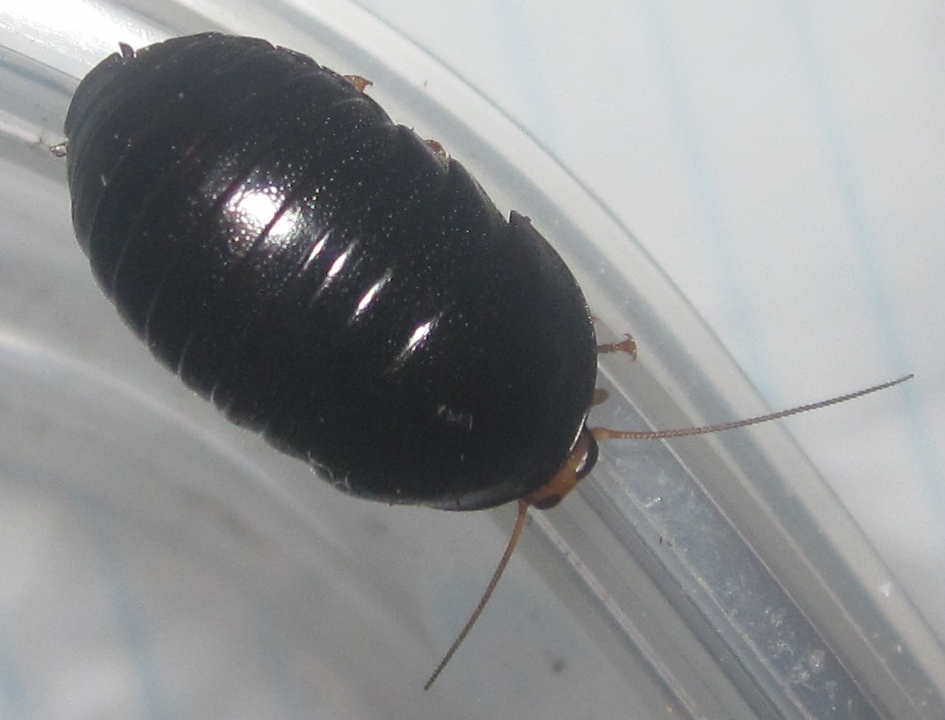 Invertebrate Dude: Perisphaerus punctatus: New Roly Poly Roaches!!!