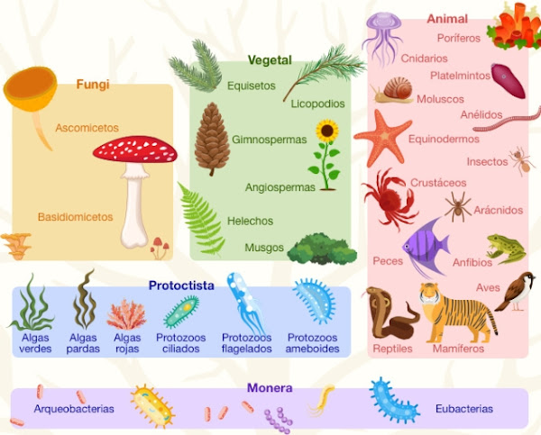APRENDIENDO JUNTOS: LOS 5 REINOS