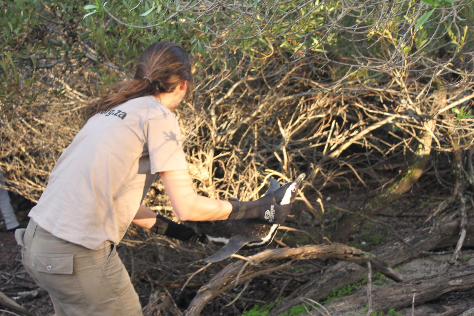 Robben Island Penguin Tracks: Methods
