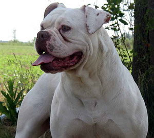 HD WALLPAPERS: American BullDog