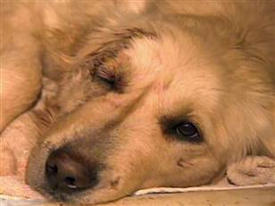 Animals That Saved Lives - Pix Magazine