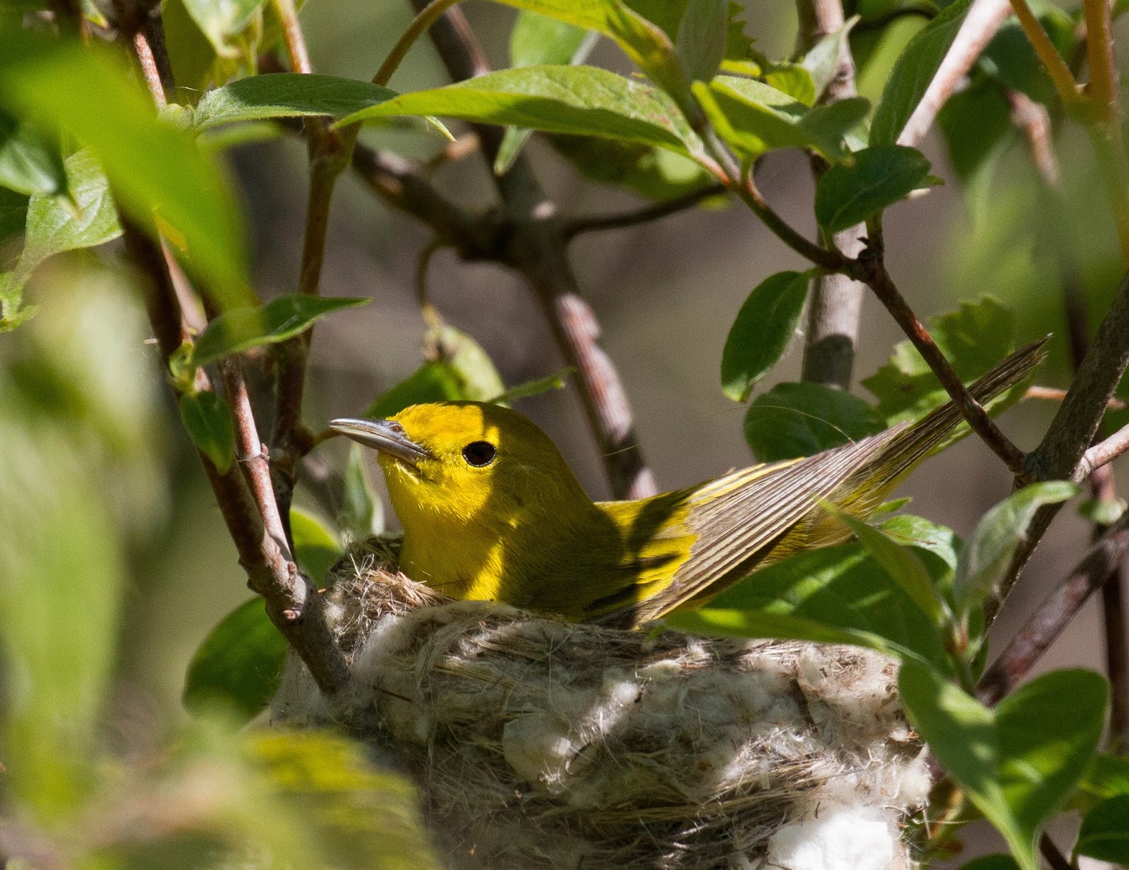 Philly Bird Nerd : Magee Marsh Residents