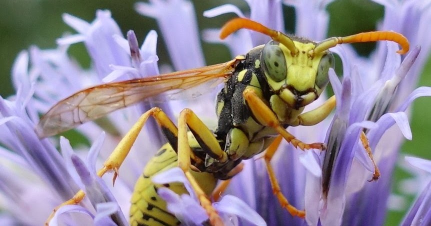 fotosessie met Franse veldwesp