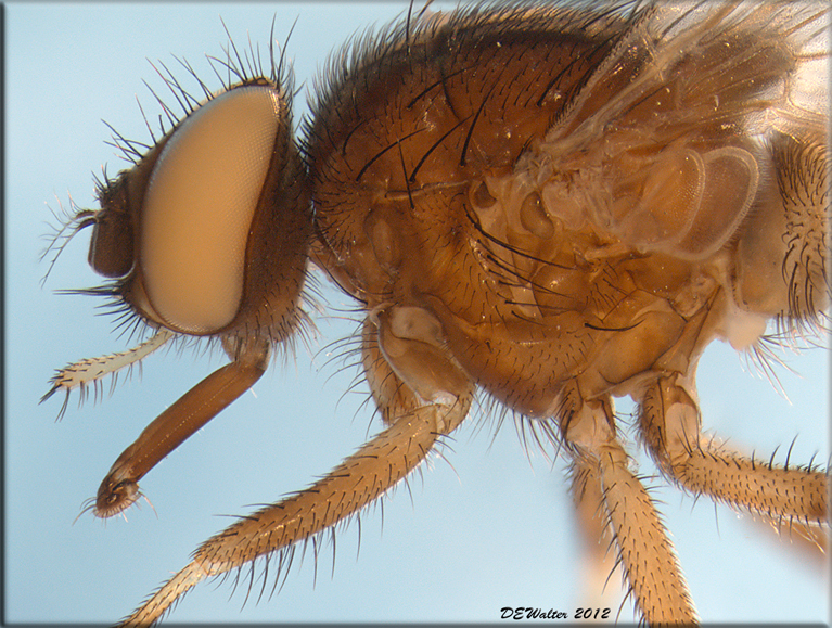 The Home Bug Garden: January 2012