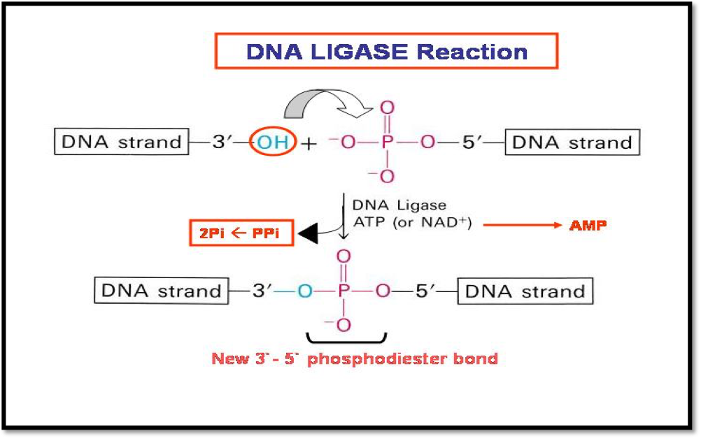 Biologyworld - Best notes for students: Biotechnology: Principles and ...