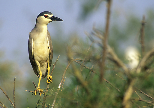 El Cajón del Maestro: Martinete Común