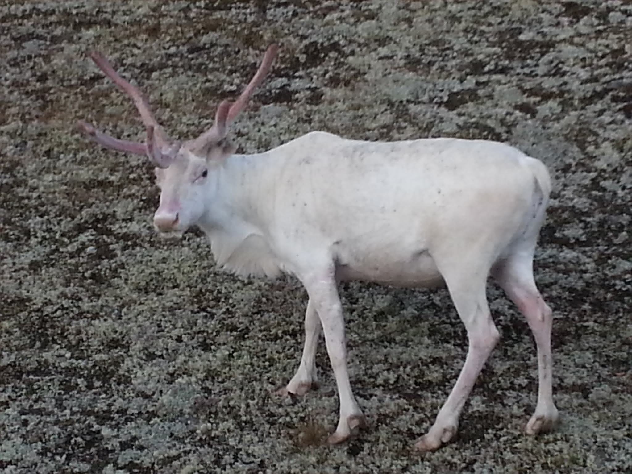Sistema de Sanación Natural Tinerfe: Damián Alvarez se Encuentra al ...