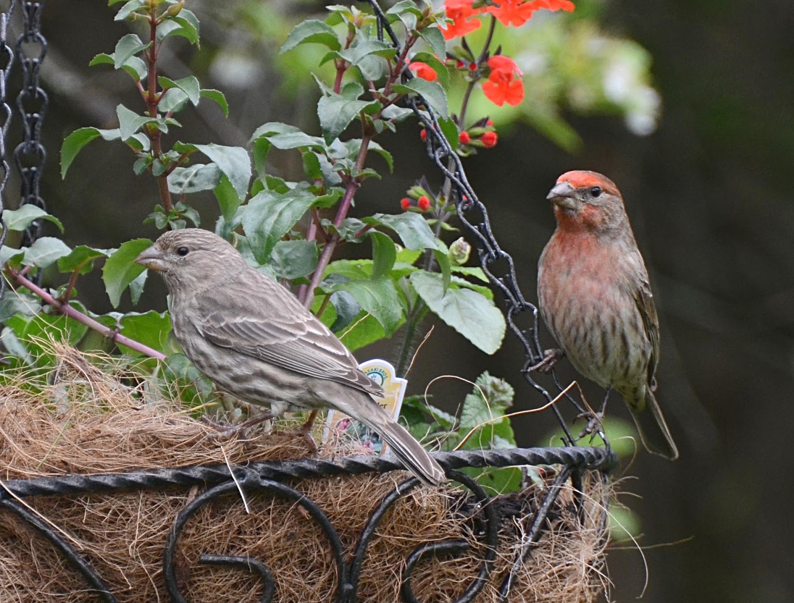 Oregon Backyard Birds, etc.: Pesticide Free Zone