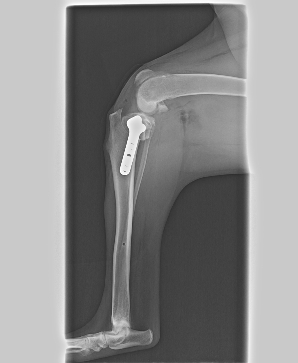 Circle City Veterinary Specialty & Emergency Hospital: TTA vs TPLO ...