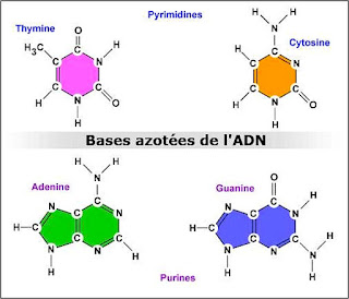 Quoi de neuf en SVT ? par Maître Corydon Muttaburrasaurus: La ...