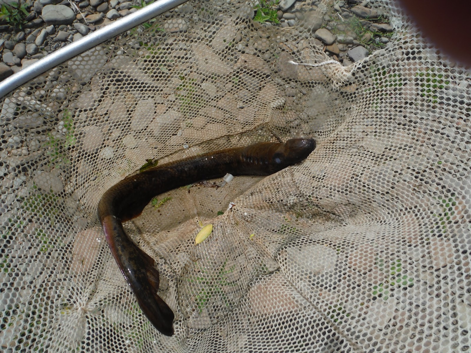 Lamprey Hunter: The Birds and the Sea Lamprey