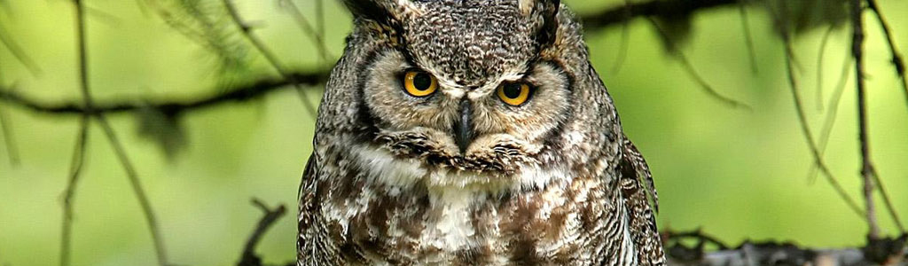 FREE WEB HEADERS: ANIMALS HD WEB HEADER COLLECTION