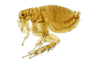 Pinjal Tikus, Serangga di Balik Wabah Black Death | RE Tawon