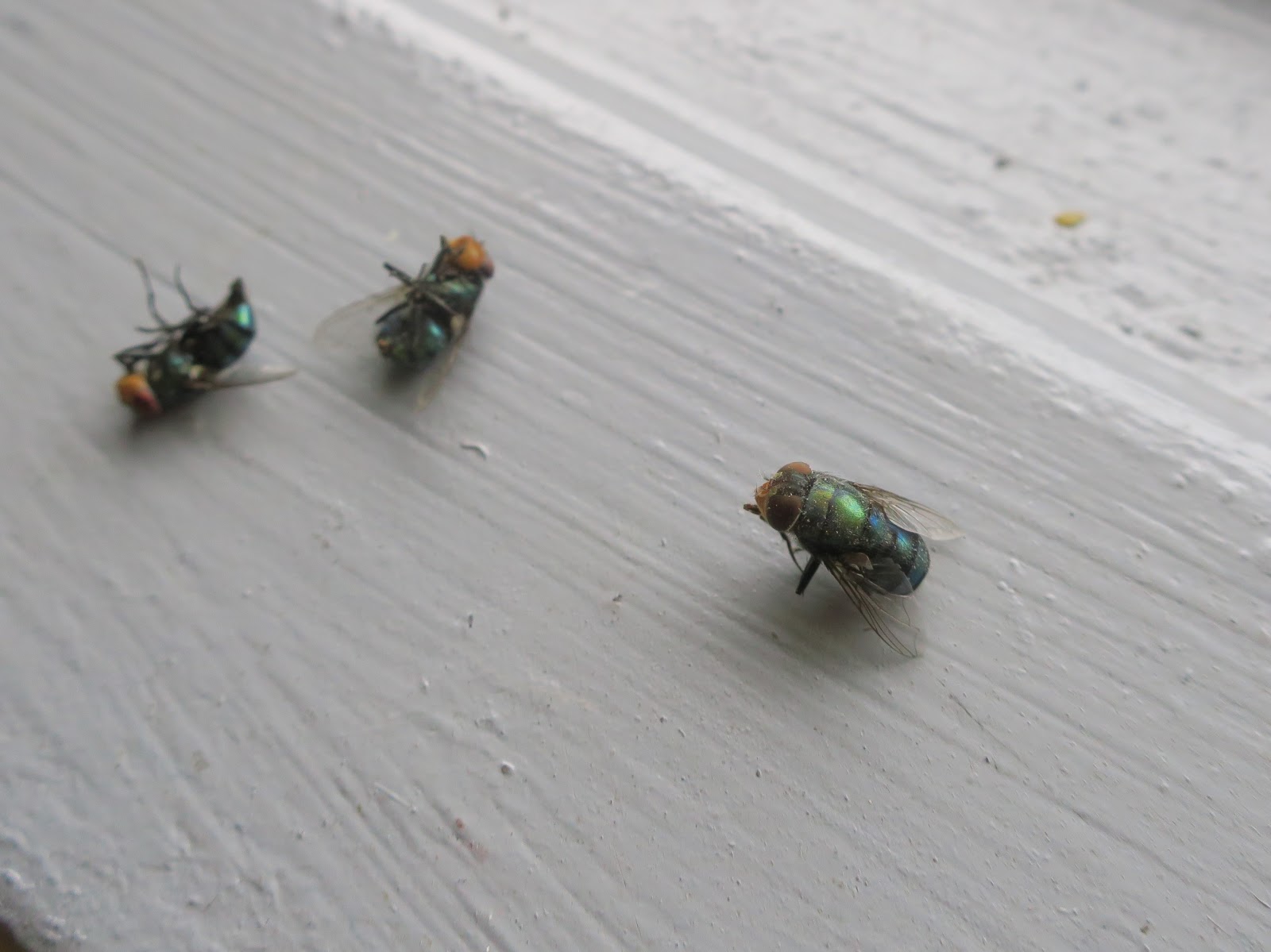 Living Rootless: Birmingham, AL: Beelzebub in Birmingham