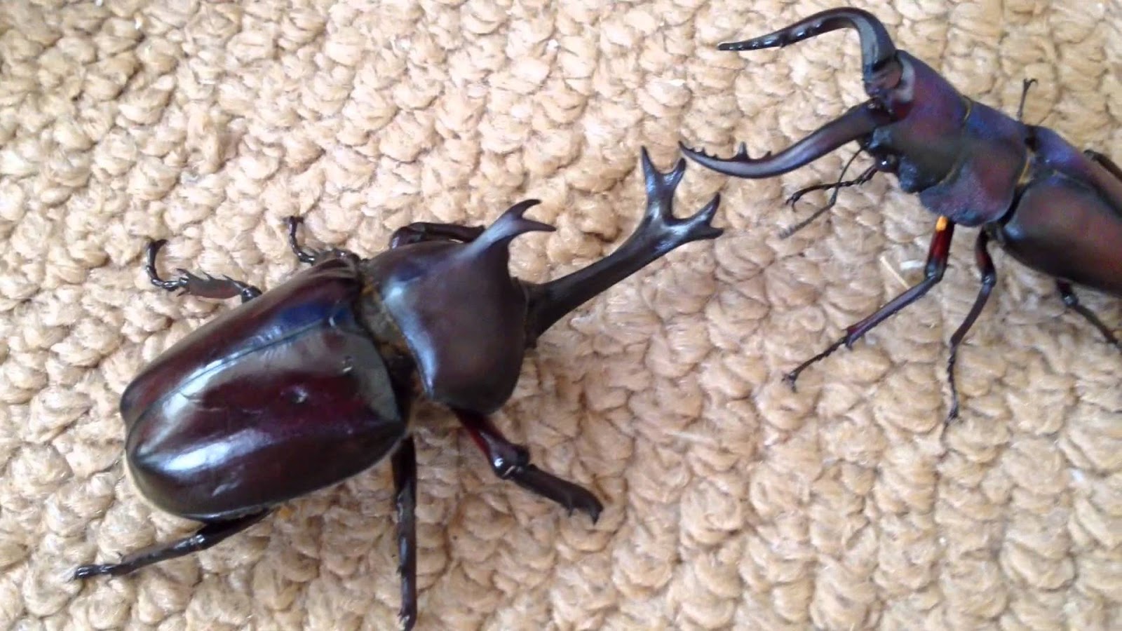 Osaka Joe: August 2017