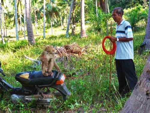 Retired--Now What?: A Monkey to Harvest Coconuts