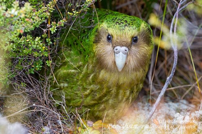 Biologia-Vida: Papagaio Kakapo/Parrot Kakapo (Strigops habroptilus)