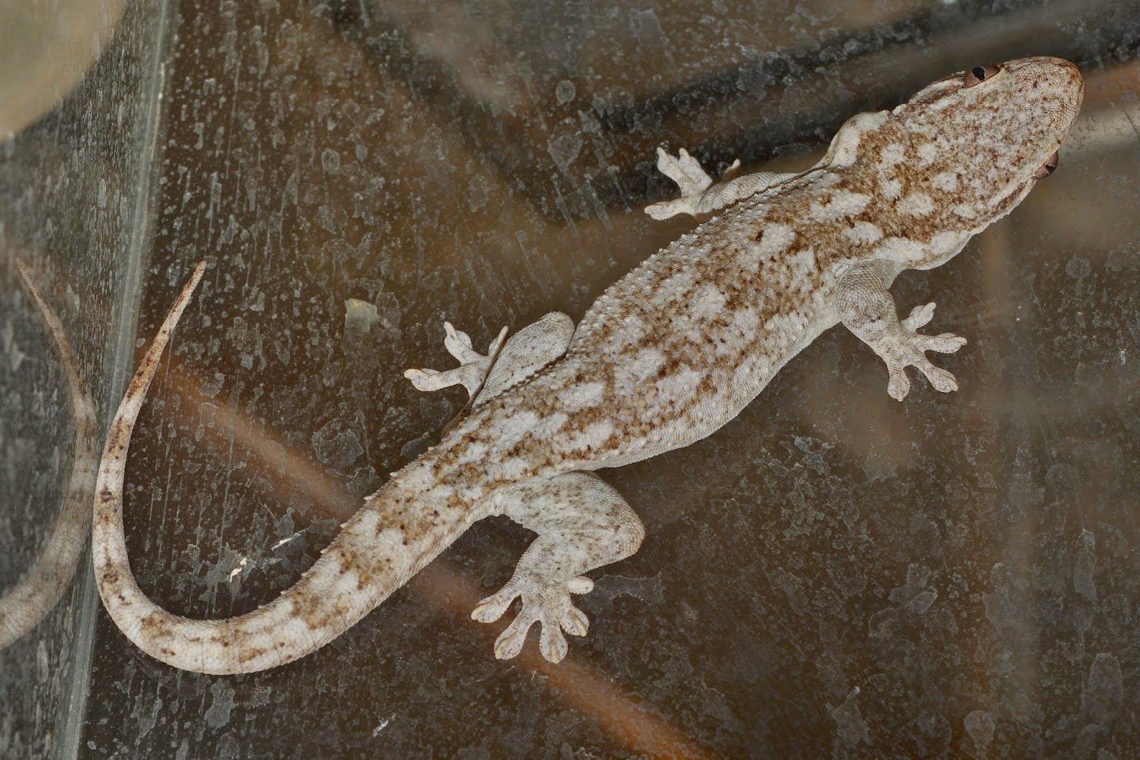 Diaz Lab Reptiles: Geckos