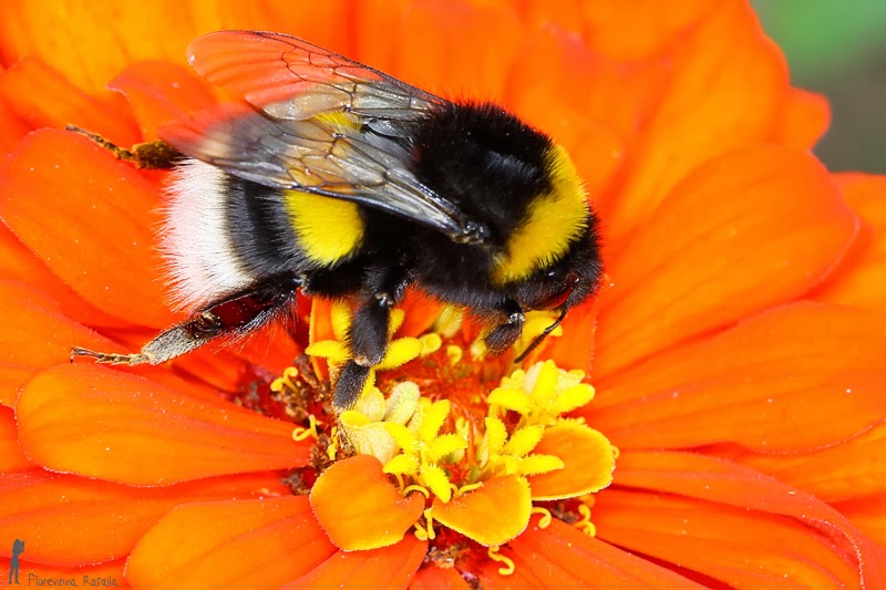 La gradinita: GHICITORI