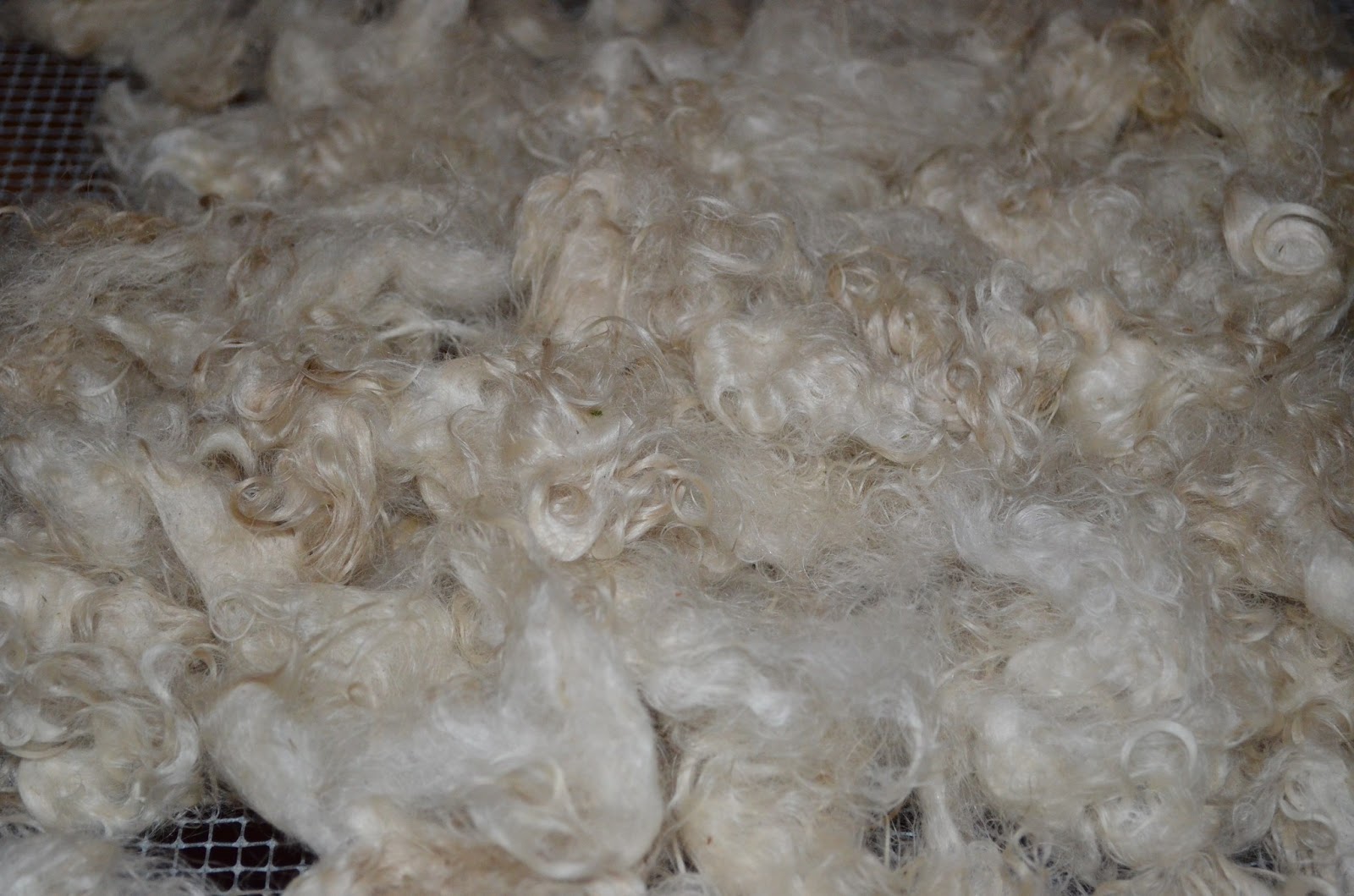 PamsFiber from Dream Come True Farm: My method of washing a fleece