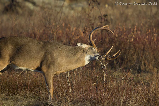 Country Captures: A Hour in a Buck's Life: Part 1