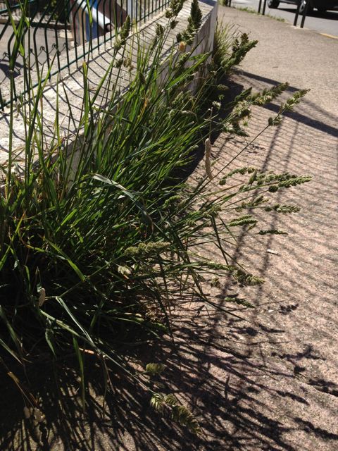 Flore d'Ajaccio: Dactyle aggloméré - Dactylis glomerata