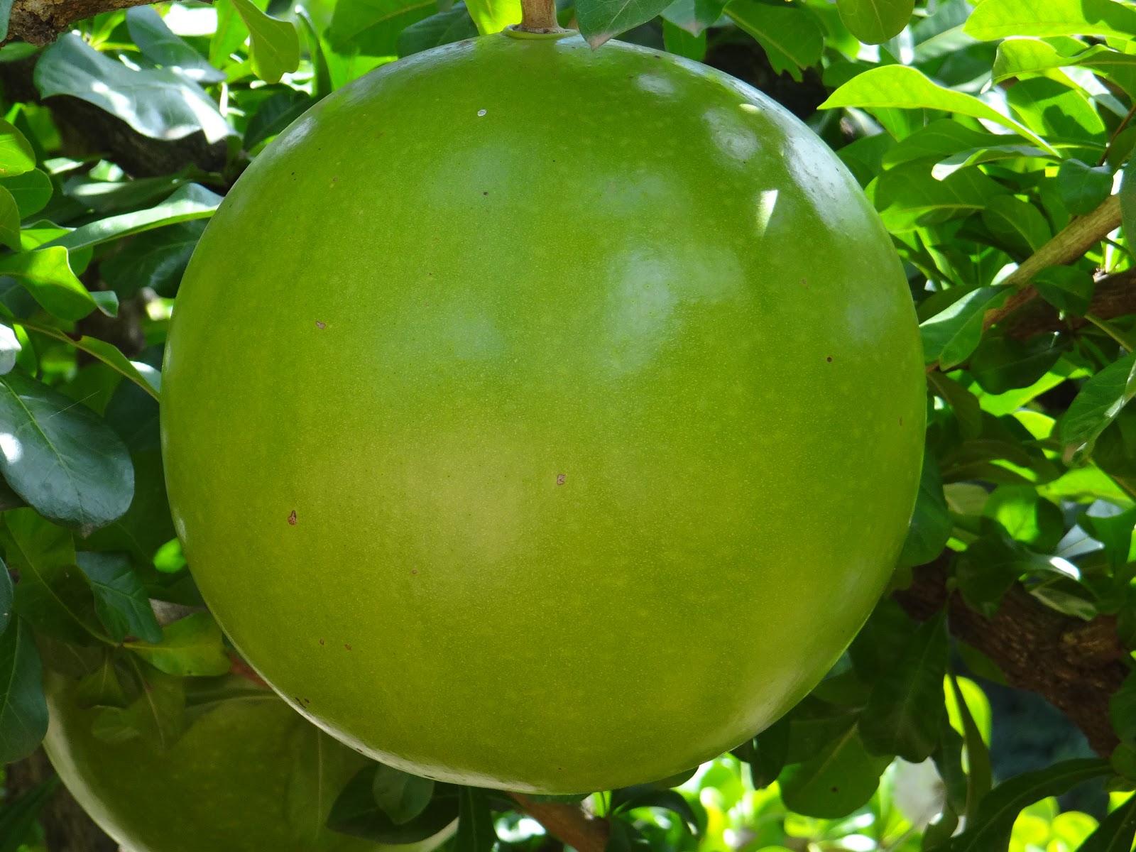 Blog do Ademir Carosia: Coité