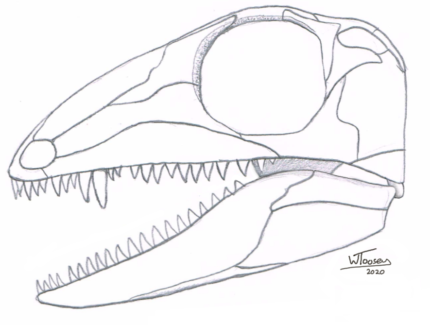 Palaeofauna: Earliest Stages of Diapsid Evolution - Part I ...