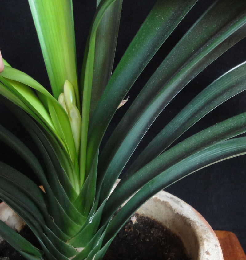 Paavalinkukka: Yllätys yläkerrassa: kliivia kukkii!