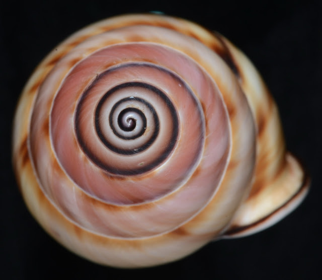 Dr. Lee's Gallery Museum: Amphidromus inversus annamiticus 53.03mm ...