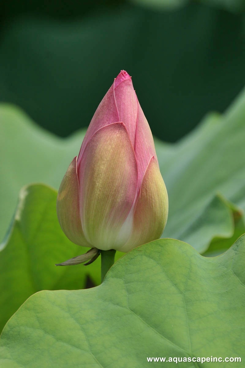 Aquascape Your Landscape: The Pink Lotus