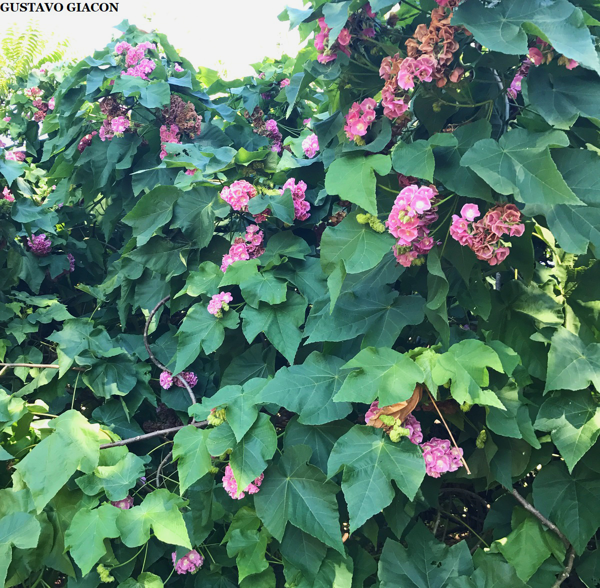 Viveiro Ciprest - Plantas Nativas e Exóticas: Dombeia ou Astrapeia Rosa ...