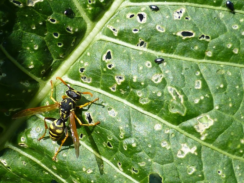 Rural Revolution: Garden update