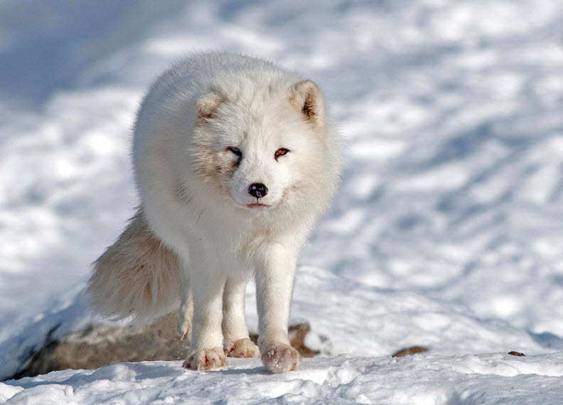 Arctic Fox | The Biggest Animals Kingdom
