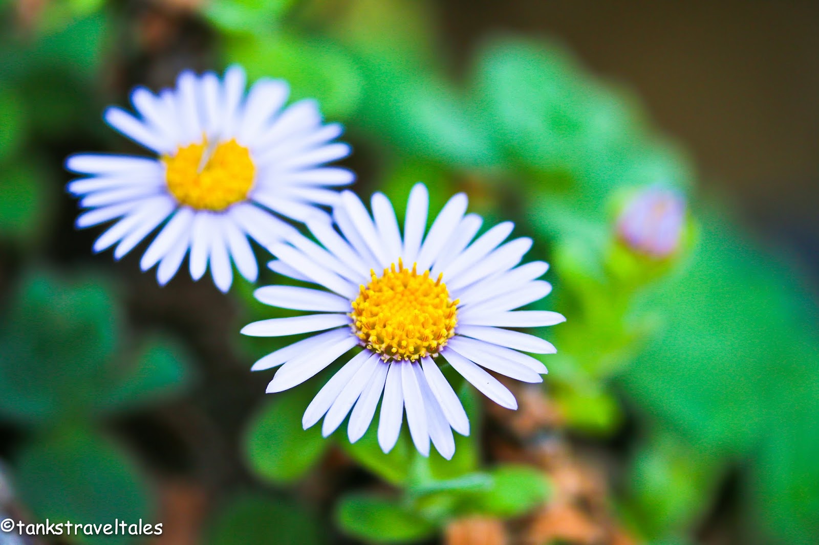 Japan, Tsushima - Flora and Fauna