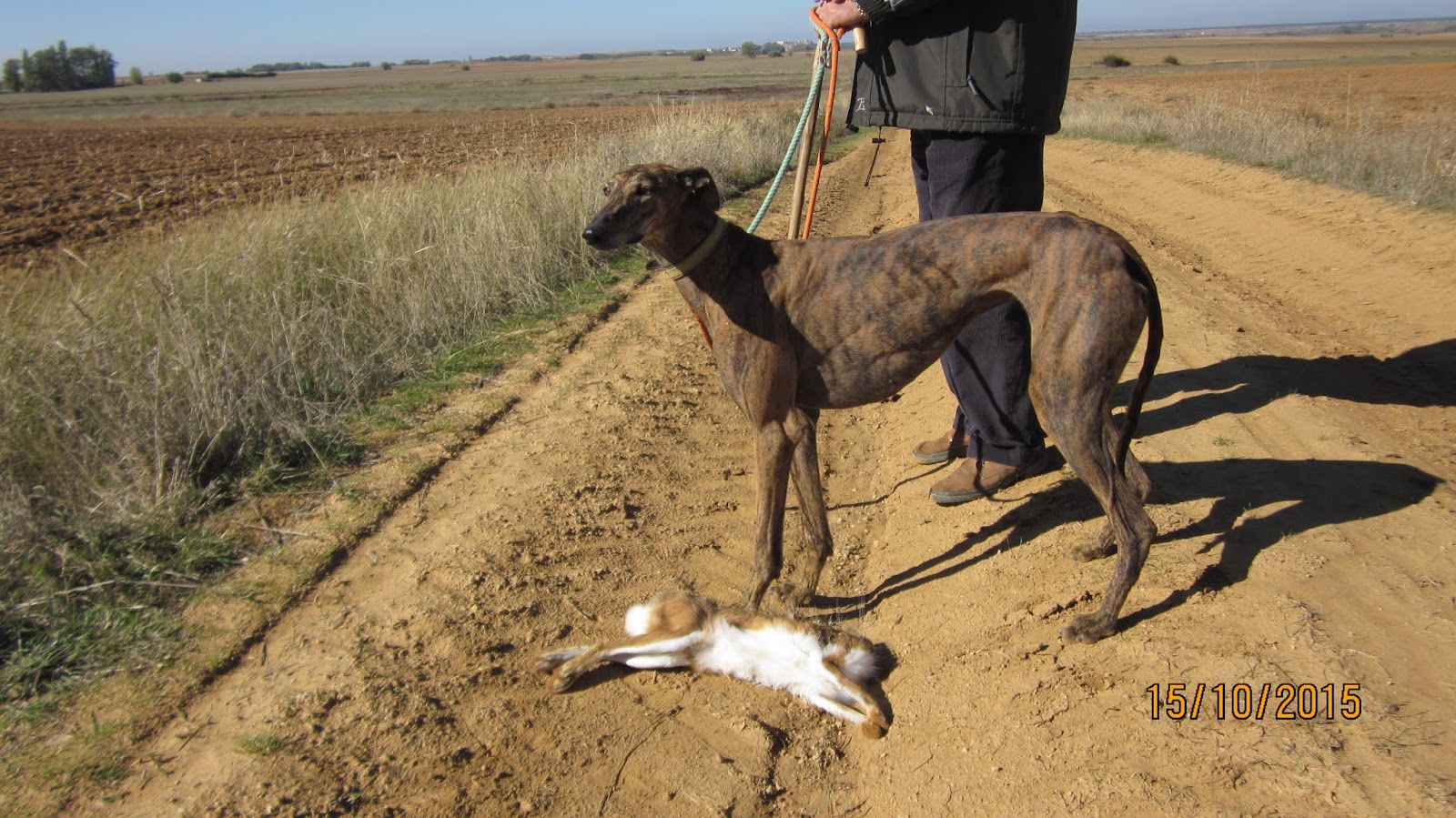 Imagenes De Galgos Con Liebres