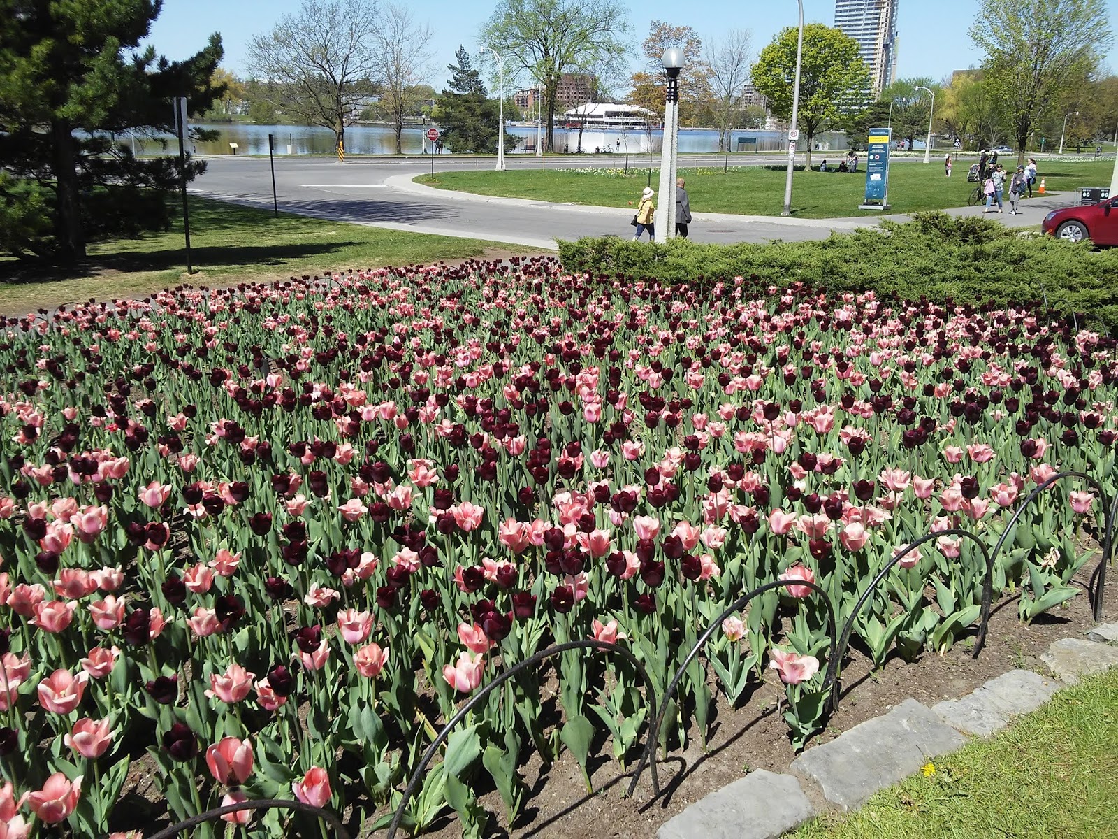 Ottawa Daily Photo: Flowing Rivers Of Spring Flowers