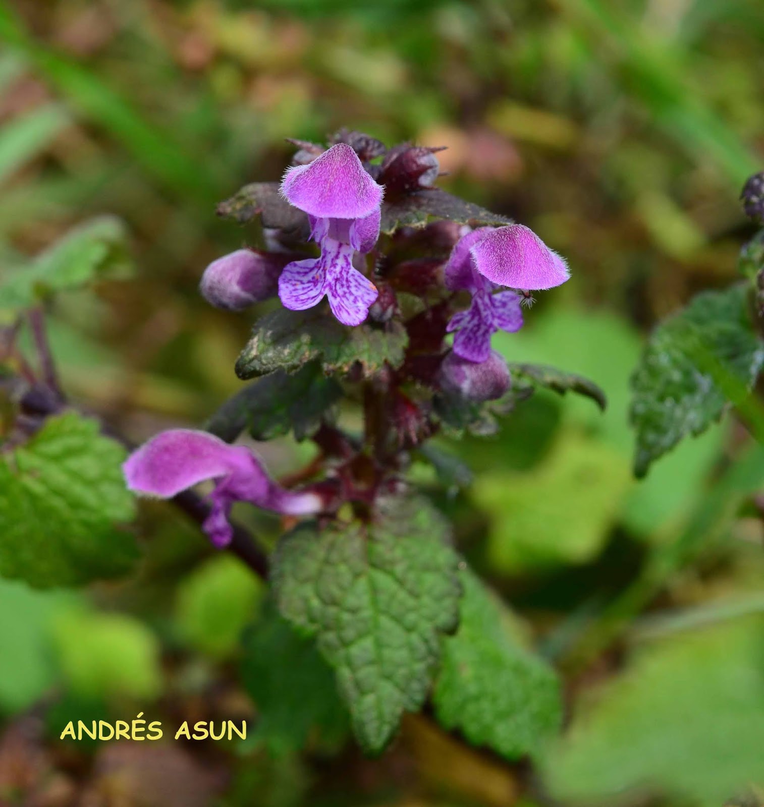 Flores silvestres de la Cordillera Cantábrica: LABIADAS - Labiatae