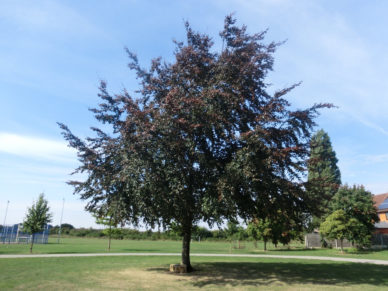 Bentley Village, A History: A History of Bentley Park and Pavilion