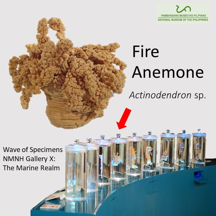 Sea Anemones - Beautiful Yet Dangerous Marine Creature - yodisphere.com