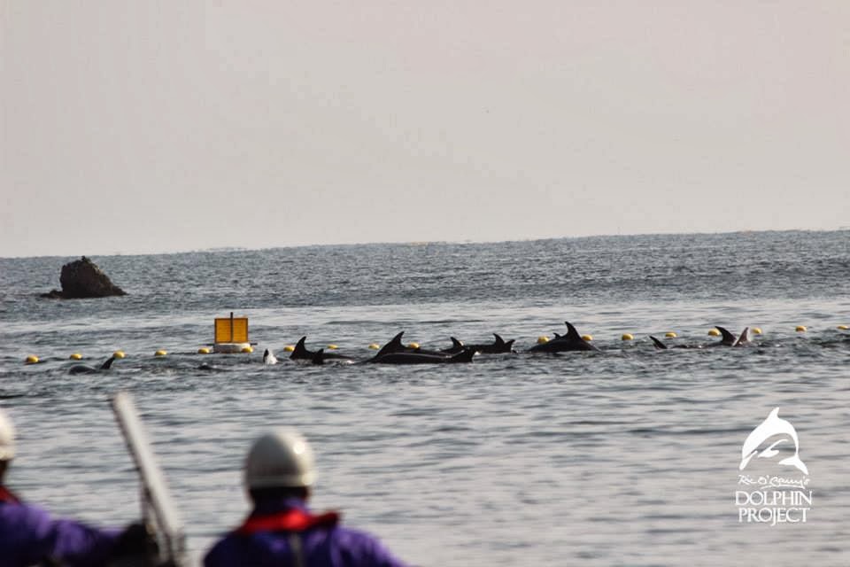 Captive Cetaceans Tragically Sad: The Final Horrific Day for the 250 ...