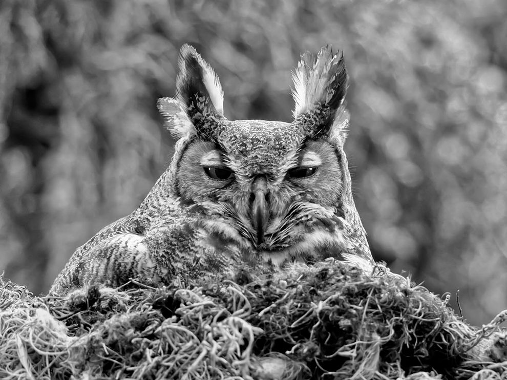 Depois Falamos: Mocho