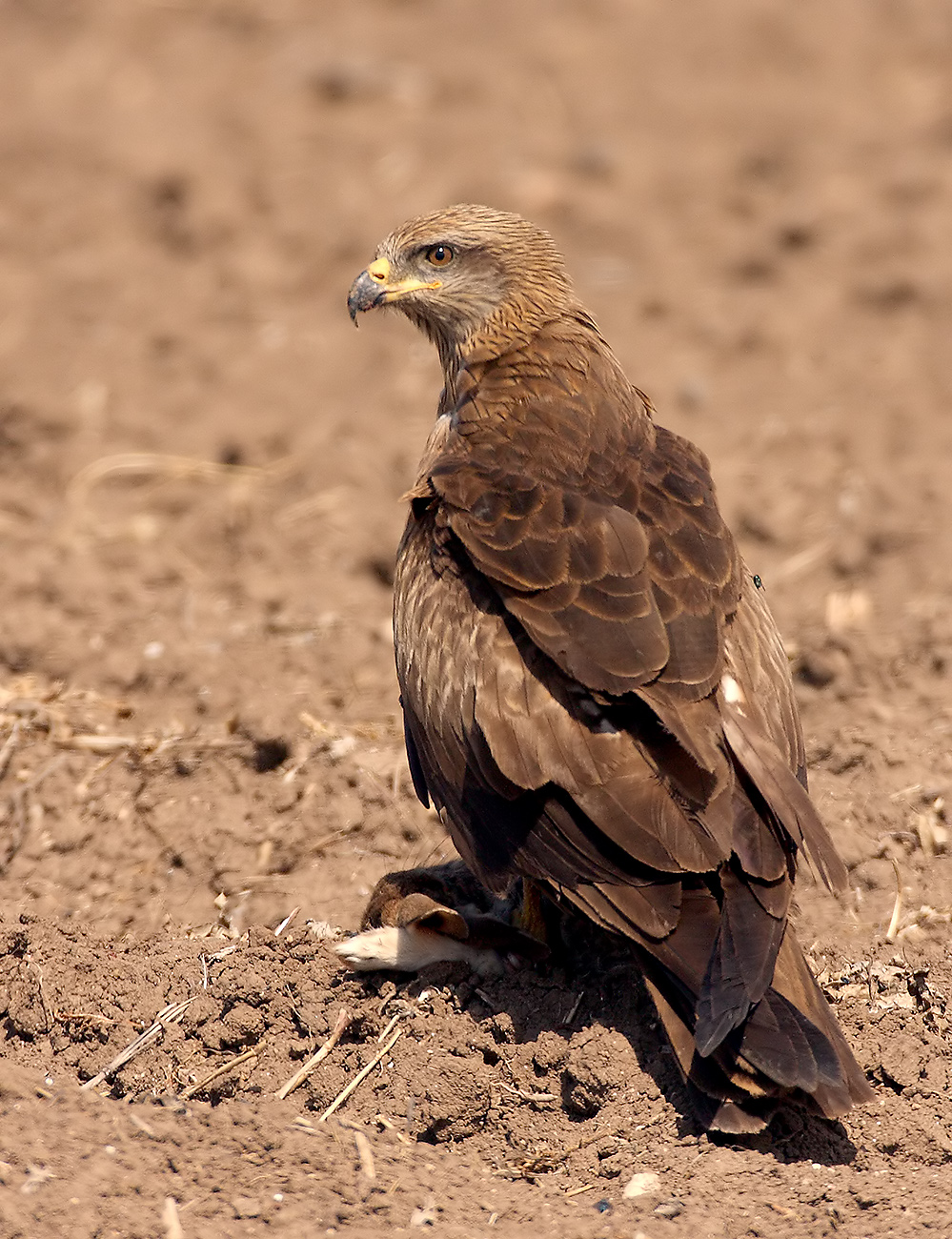 animales ibéricos en la cultura popular