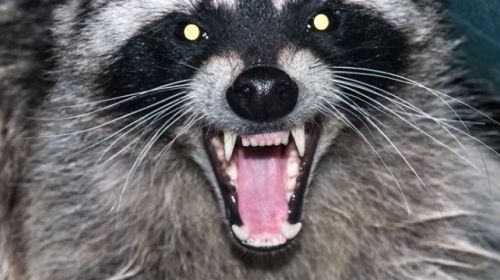 100% Real No Feik: Reportan mapaches "zombies" en Estados Unidos